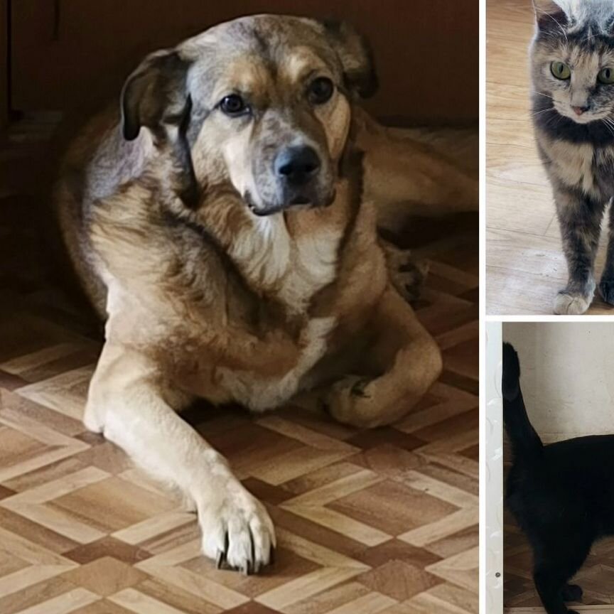 Взрослая собака в добрые руки