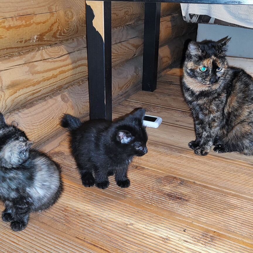 Котята, курильский бобтейл