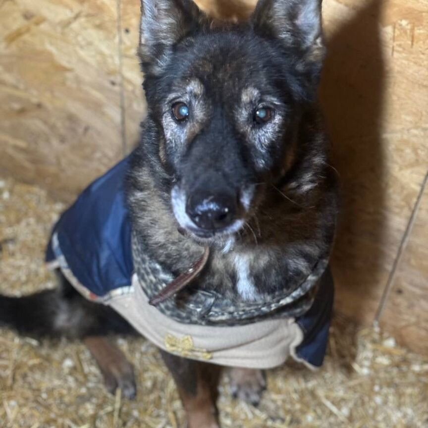 Беззубый старичок нуждается в доме и консервах