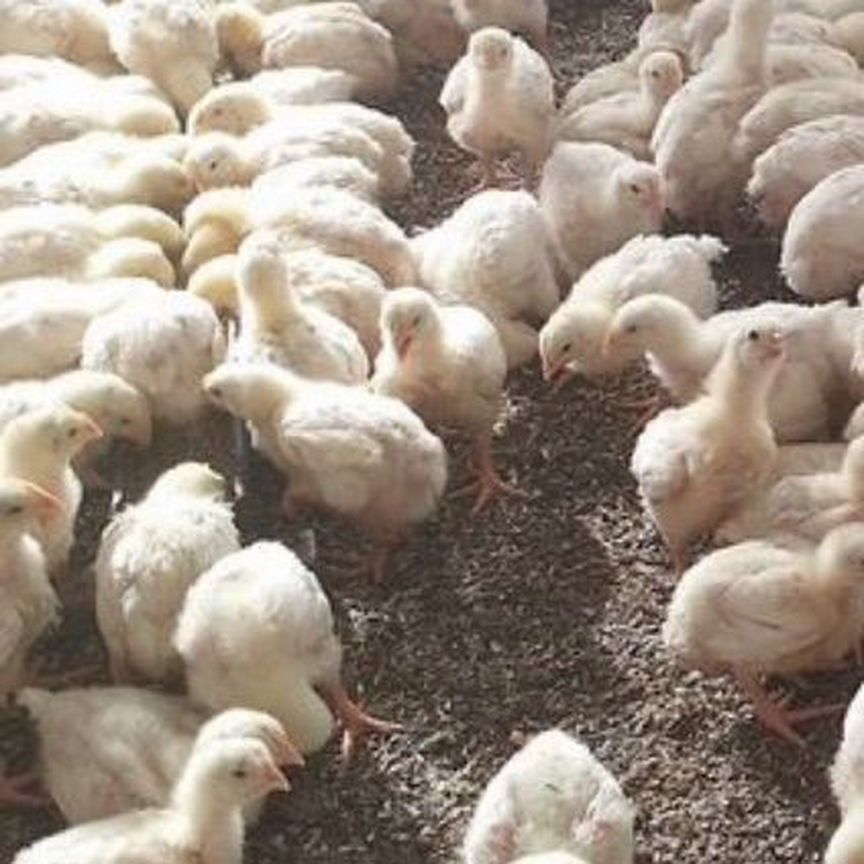 Цыплята бройлеры подрощенные двух недельные