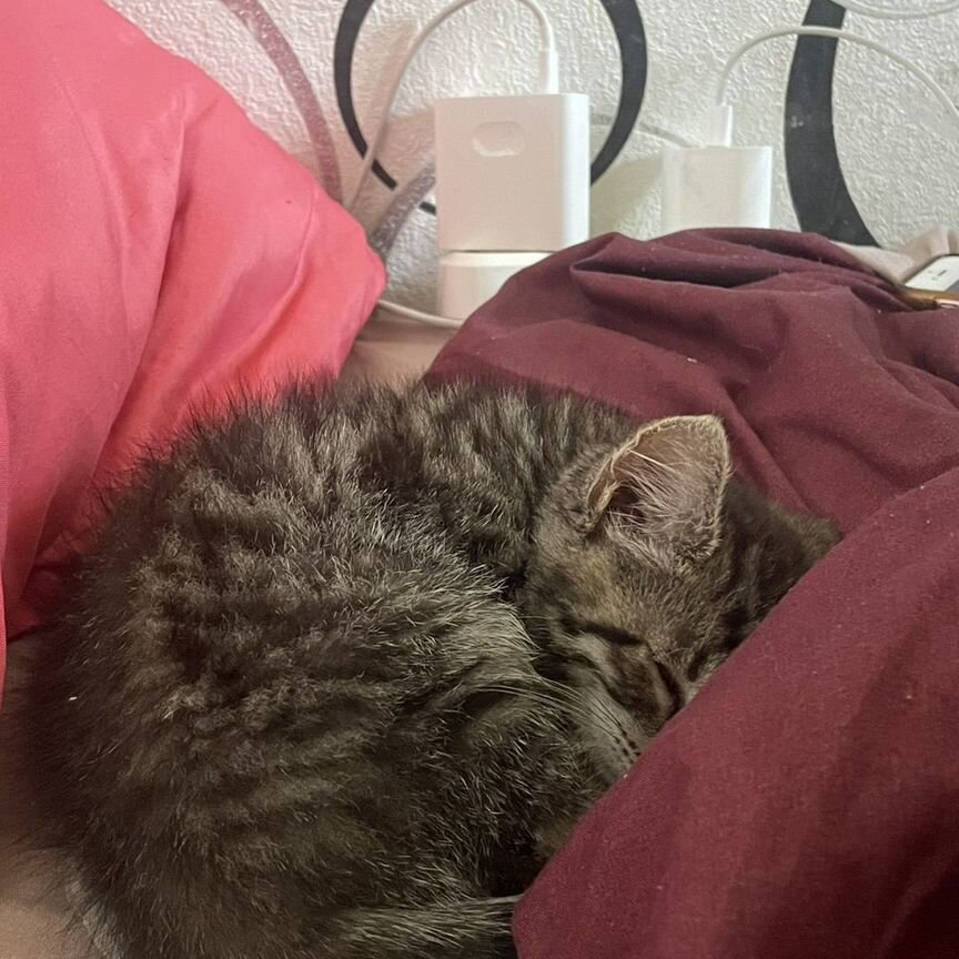 Котенок