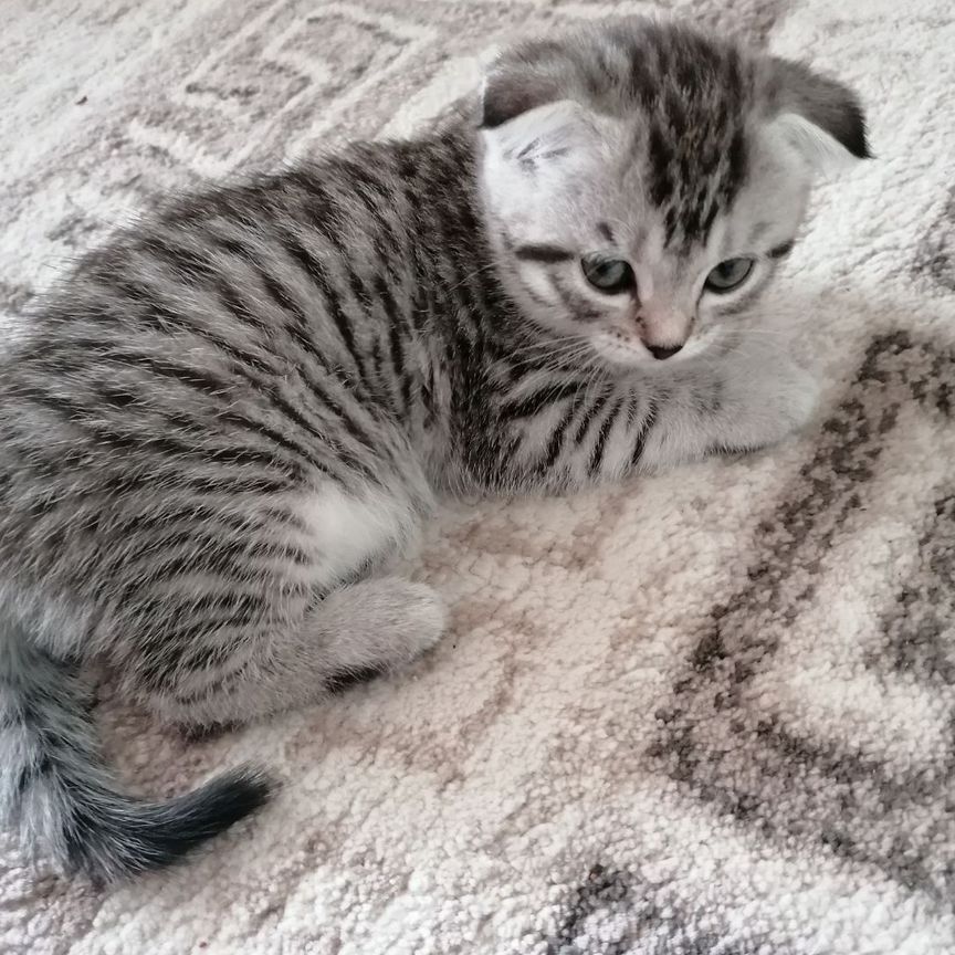 Шотландский вислоухий короткошёрстный котёнок