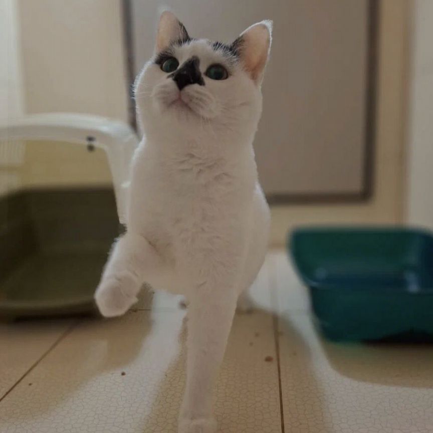 Игривый котик Фрам в самые добрые руки