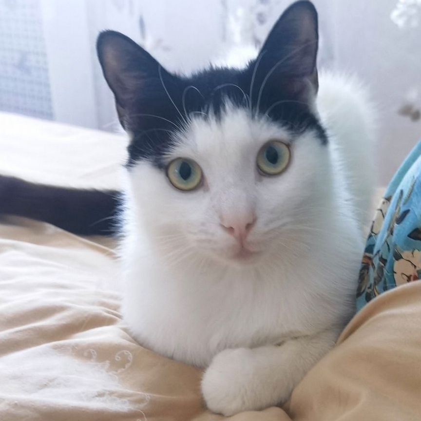 Взрослый кот в добрые руки