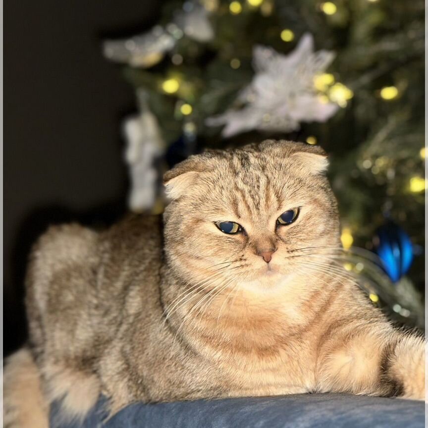 Шотландская вислоухая кошечка ищет кота для вязки