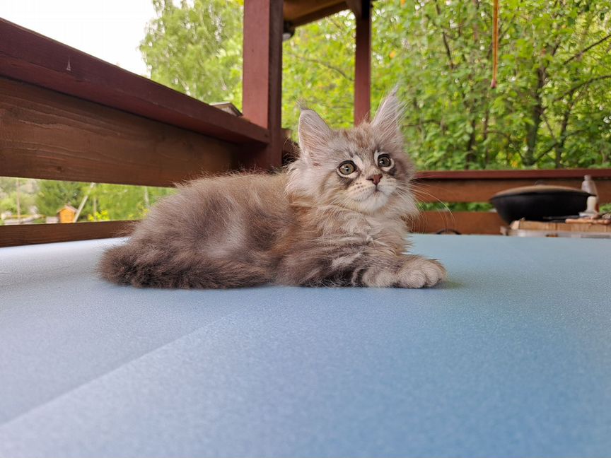 Котенок мейнкун