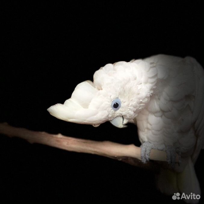 Какаду соломонов взрослая девочка
