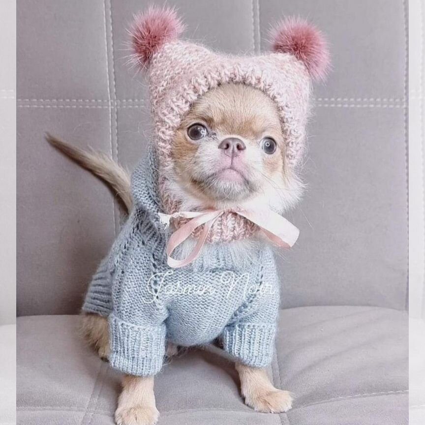 Чихуахуа мальчик супер курносый