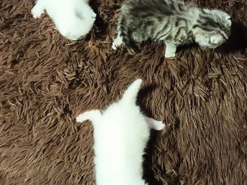 Шотландские котята