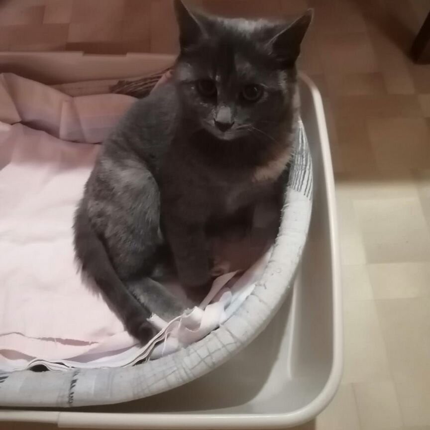 Кошечка малышка ждёт маму