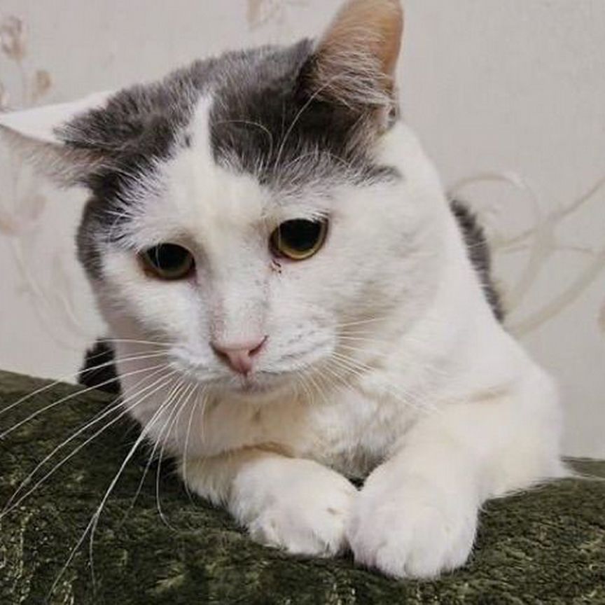 Цезарь Король железных дорог