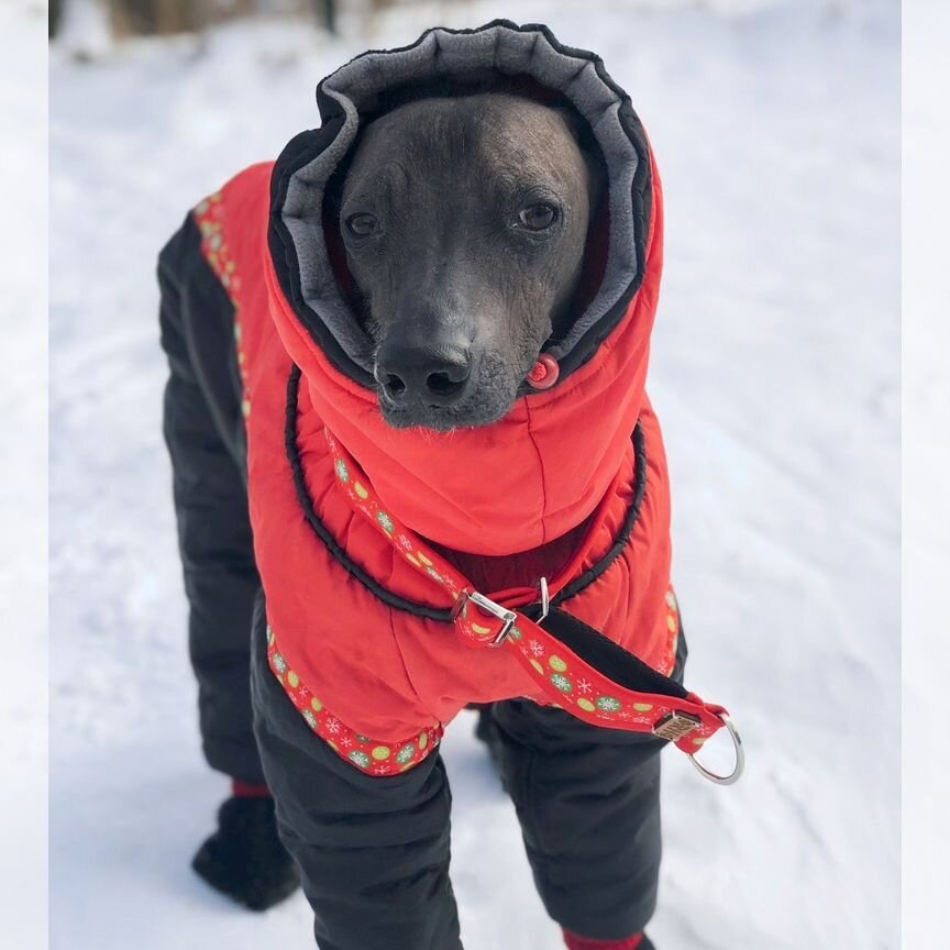 Зимний комбинезон для собаки