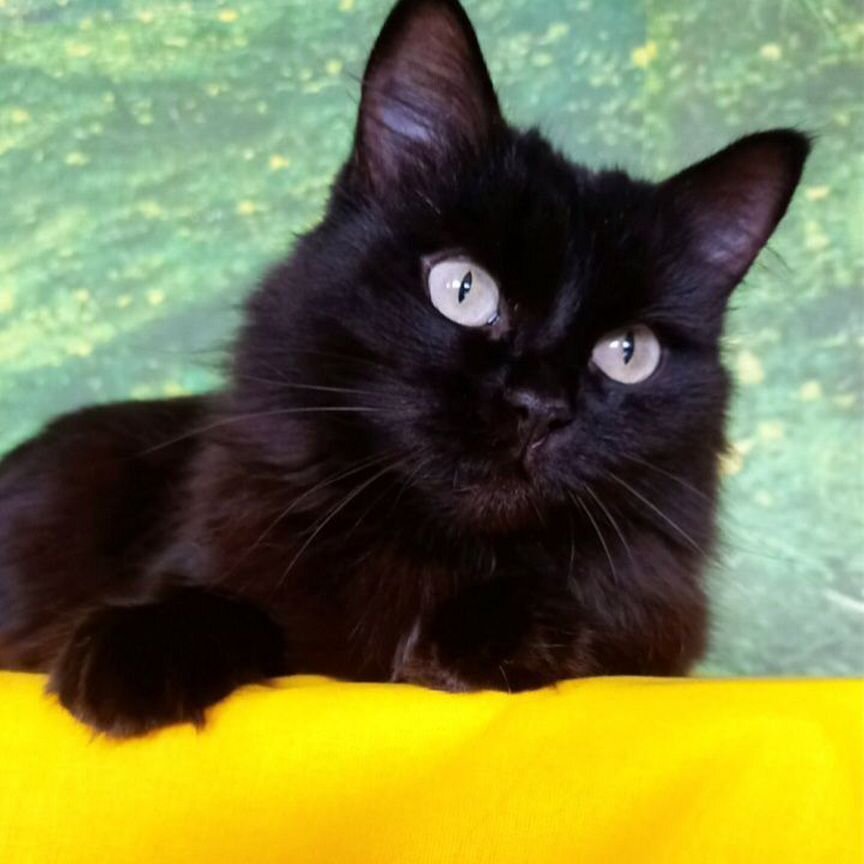 Отличная мышеловка Лизетт