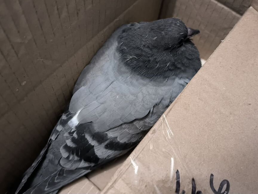 Птенец голубь в добрые руки