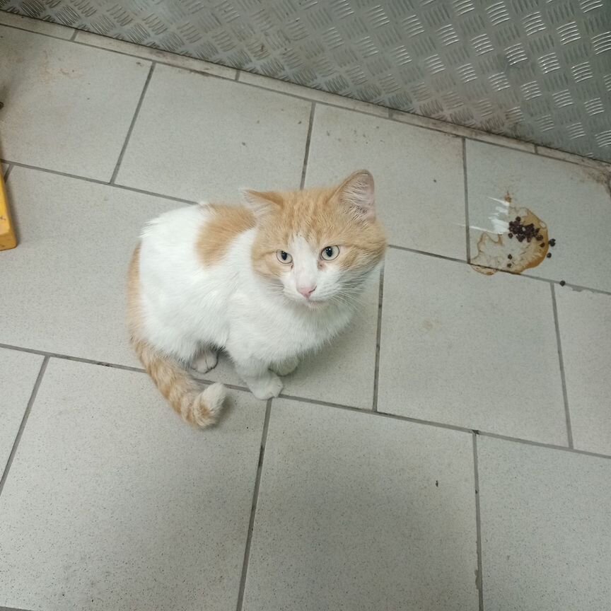 Рыжий кот Василий