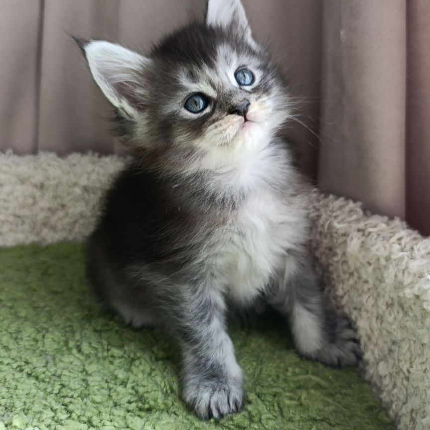 Мейн-кун котёнок