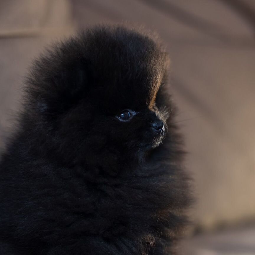 Померанский шпиц