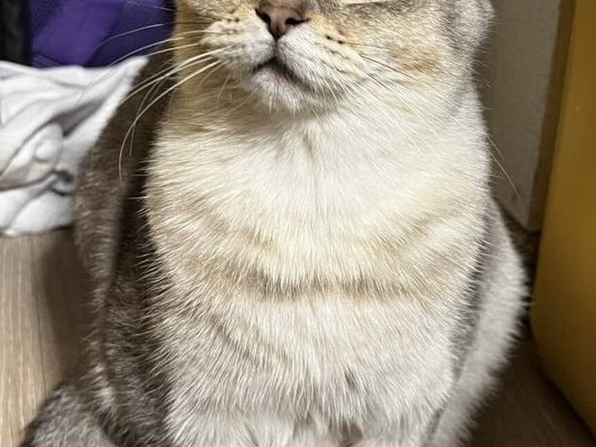 Кот