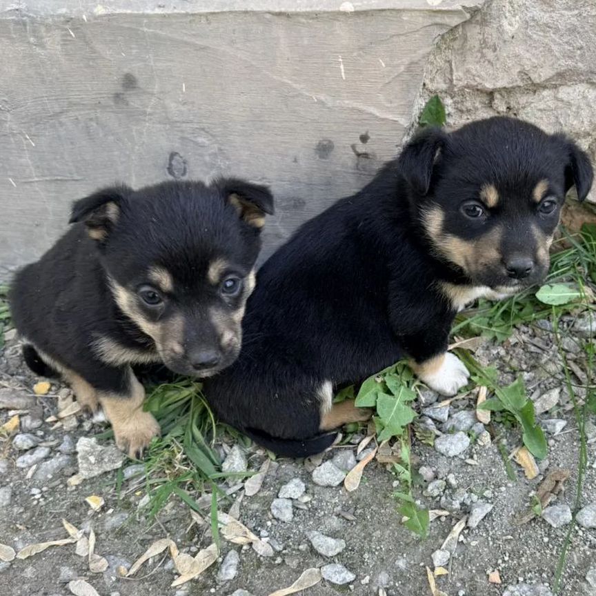 Ротвейлер, щенок