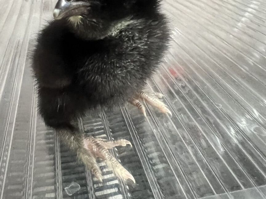 Цыплята мехеленской кукушки, амераукана лаванда