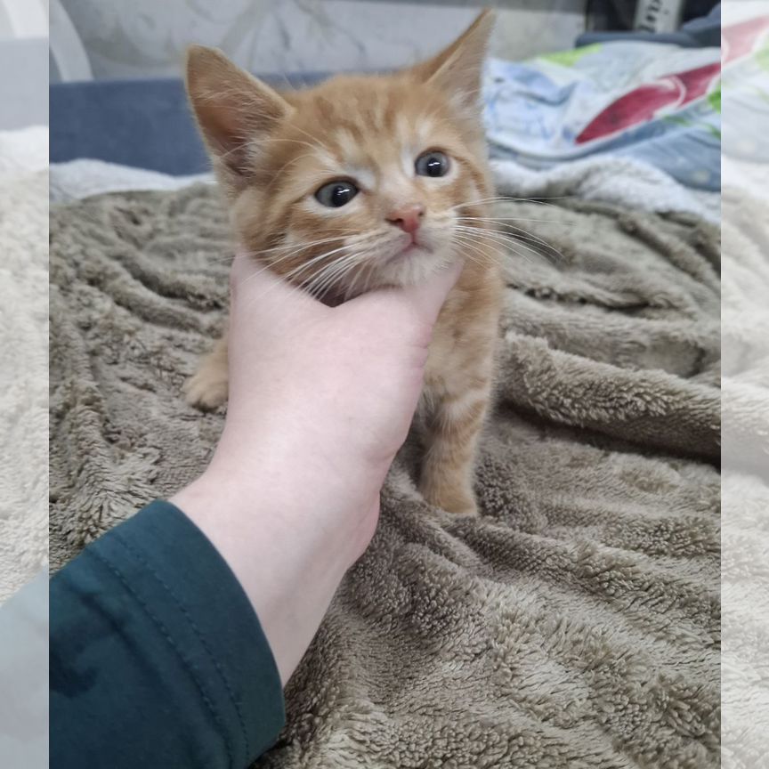 Котёнок в добрые руки