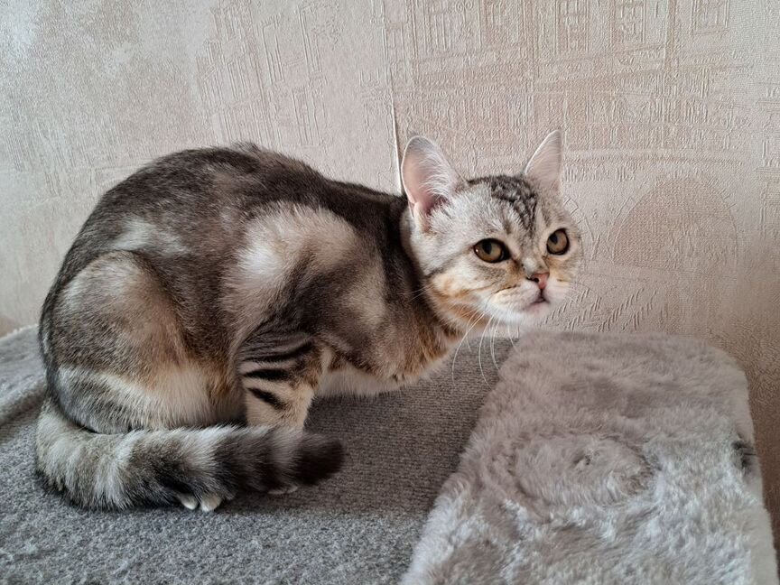 Котенок