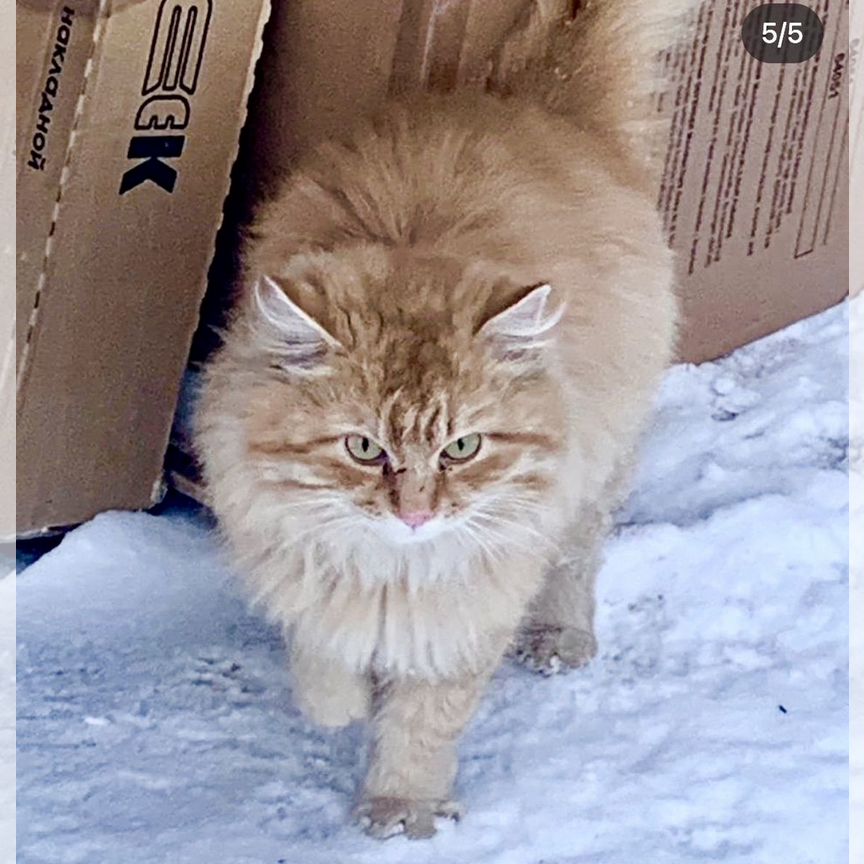 Сибирский, взрослый кот