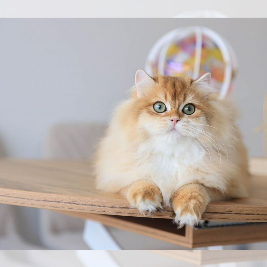 Британская золотая шиншилла ny 12