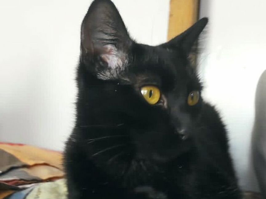 Черная кошка для везения