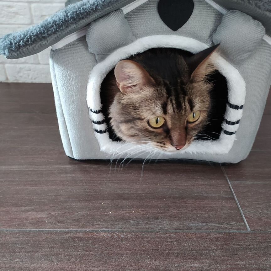 Кошкин домик