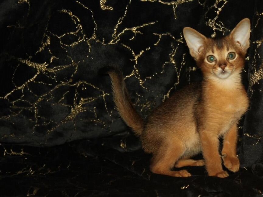 Абиссиночка девочка