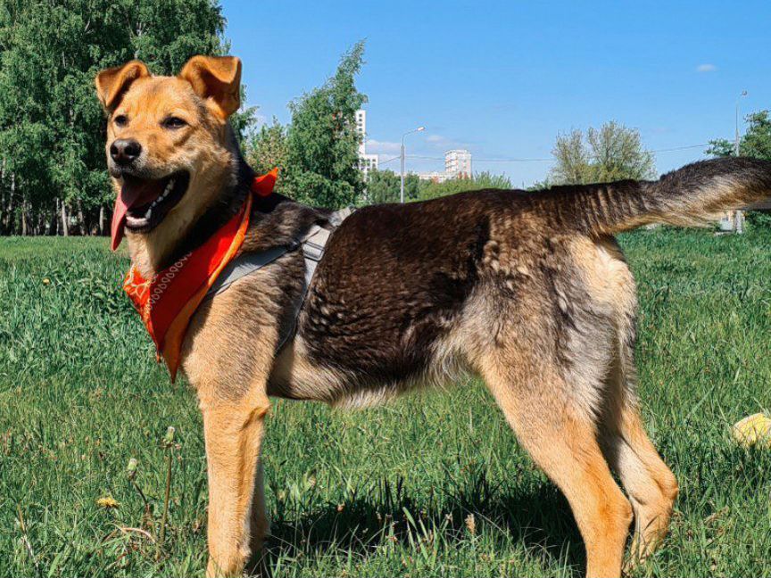 Собака Амур