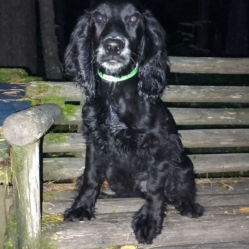 Русский охотничий спаниель, щенок