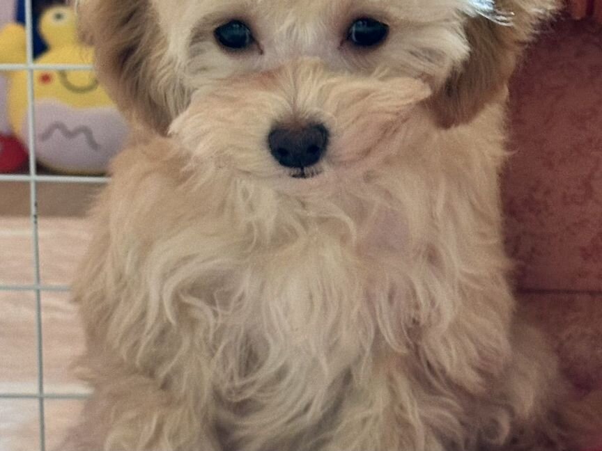 Собака мальтипу мини