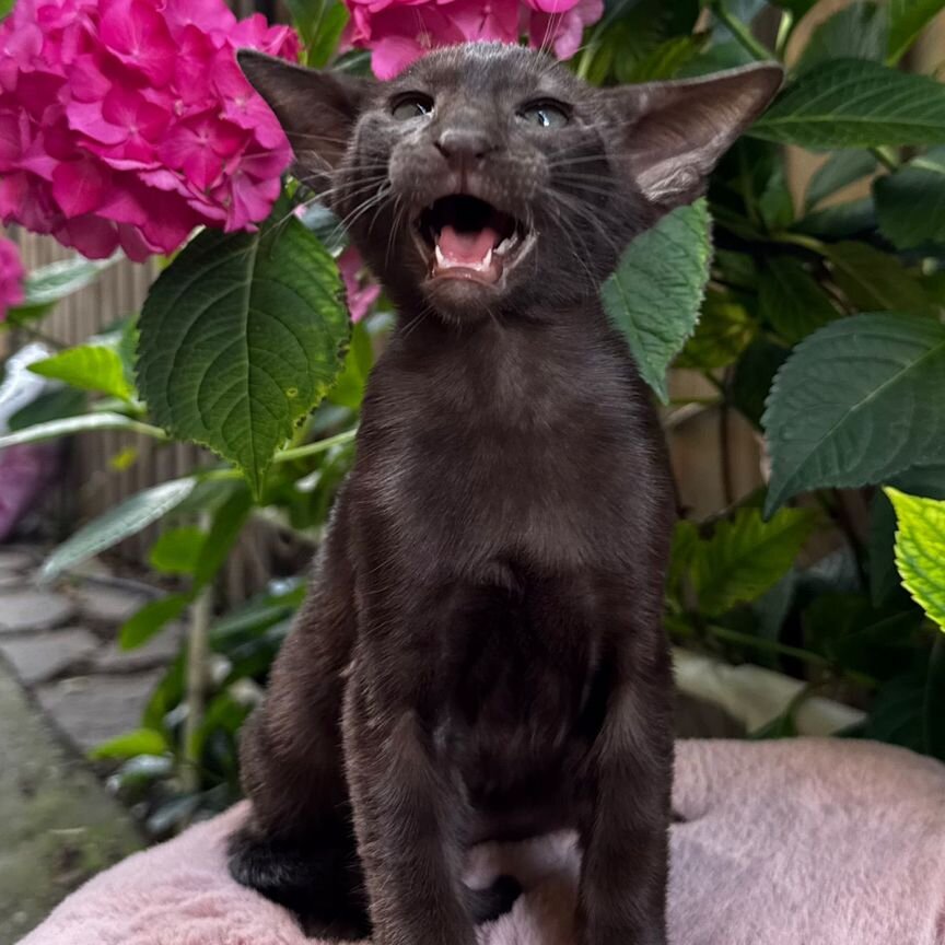 Ориентальные котята