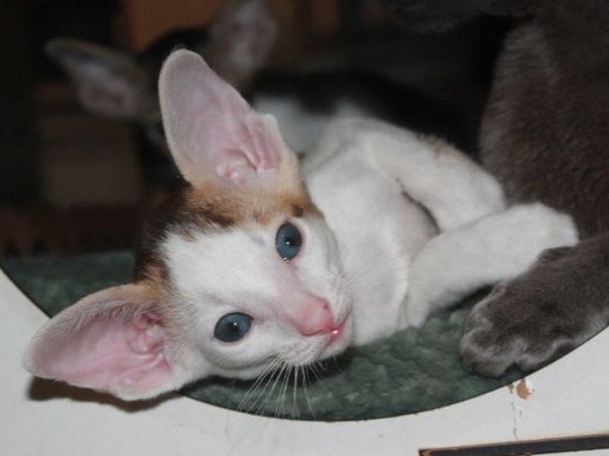 Ориентальный мальчик