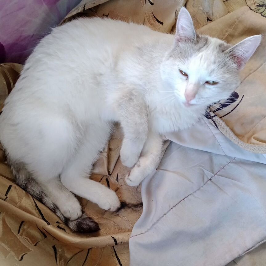 Кошка мышеловка Зинаида