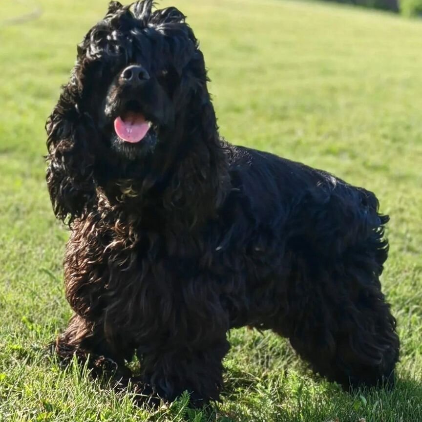 Американский кокер-спаниель, взрослая собака