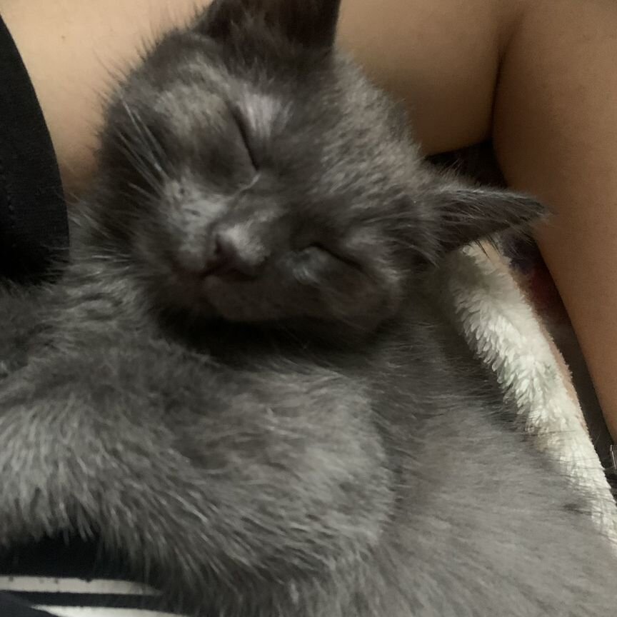 Серый котенок в добрые руки