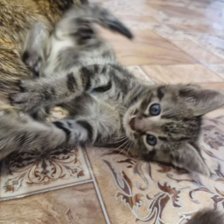 Котята