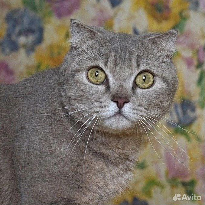 Вислоухая красавица-компаньонка Фанта