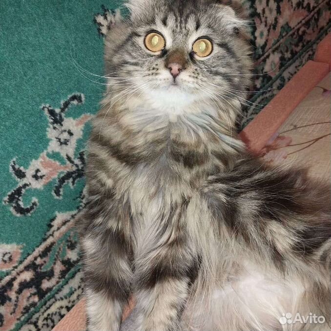 Шотландская вислоухая молодая кошечка