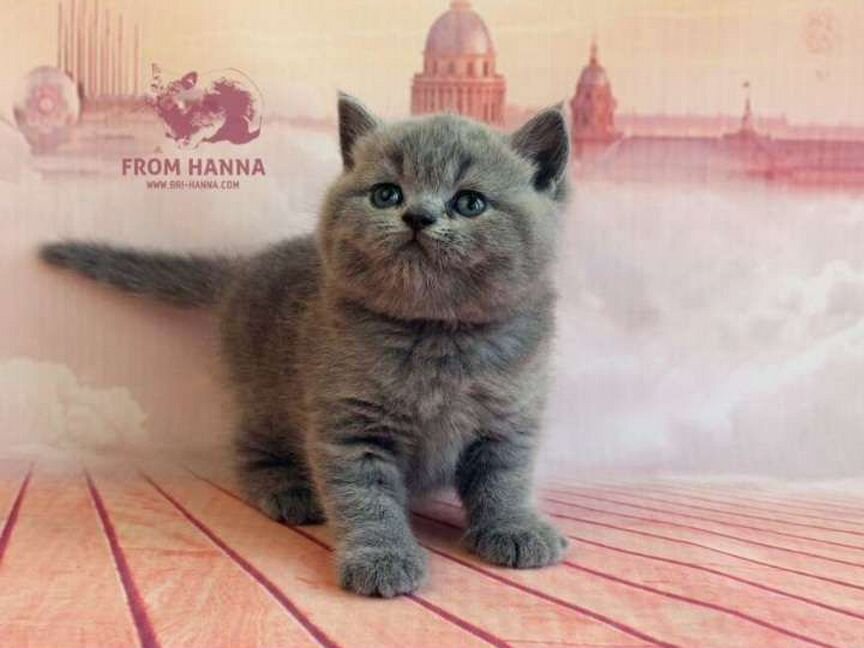 Британская девочка плюшевая