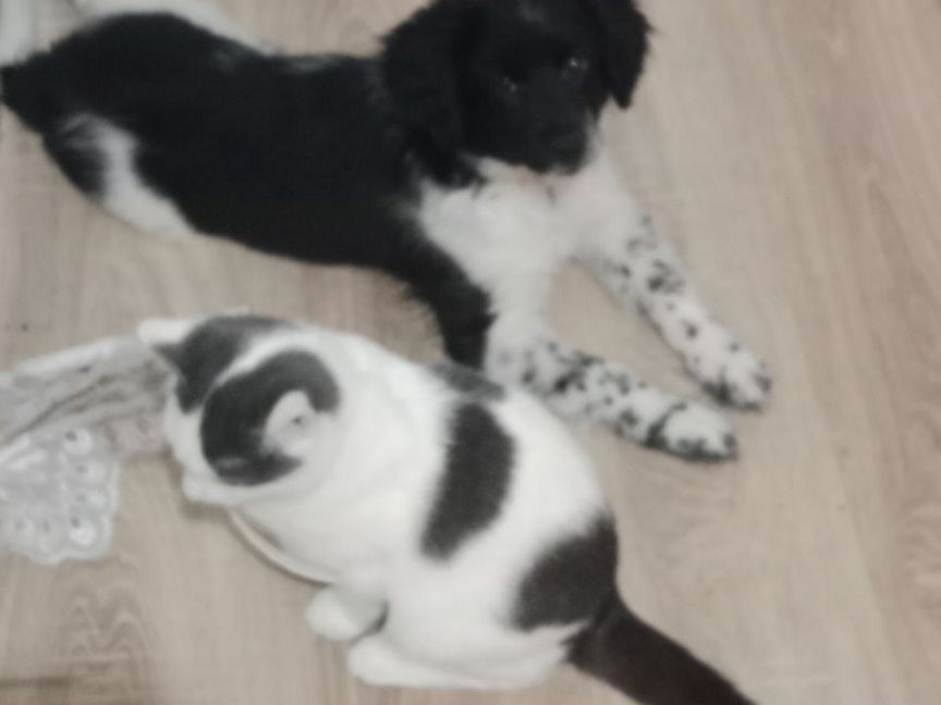 Собака в добрые руки щенок