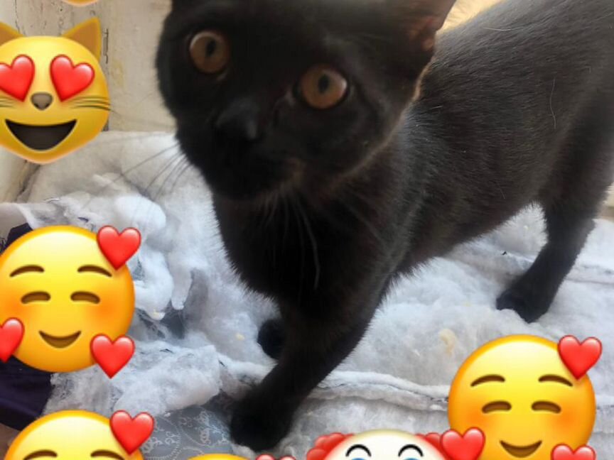 Кошка Мисти