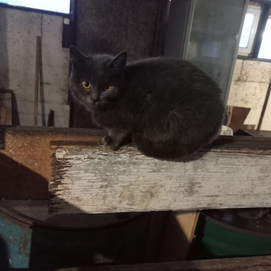 Котик 3 мес