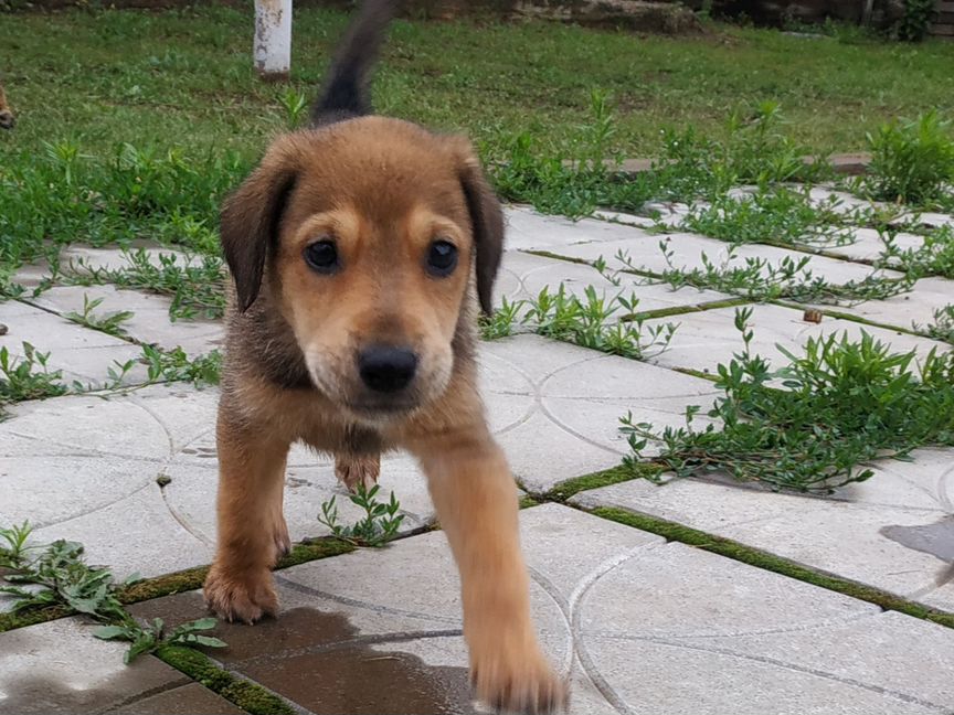Щенки русской гончей