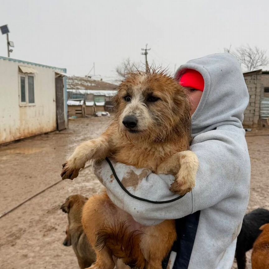 Собака с приюта