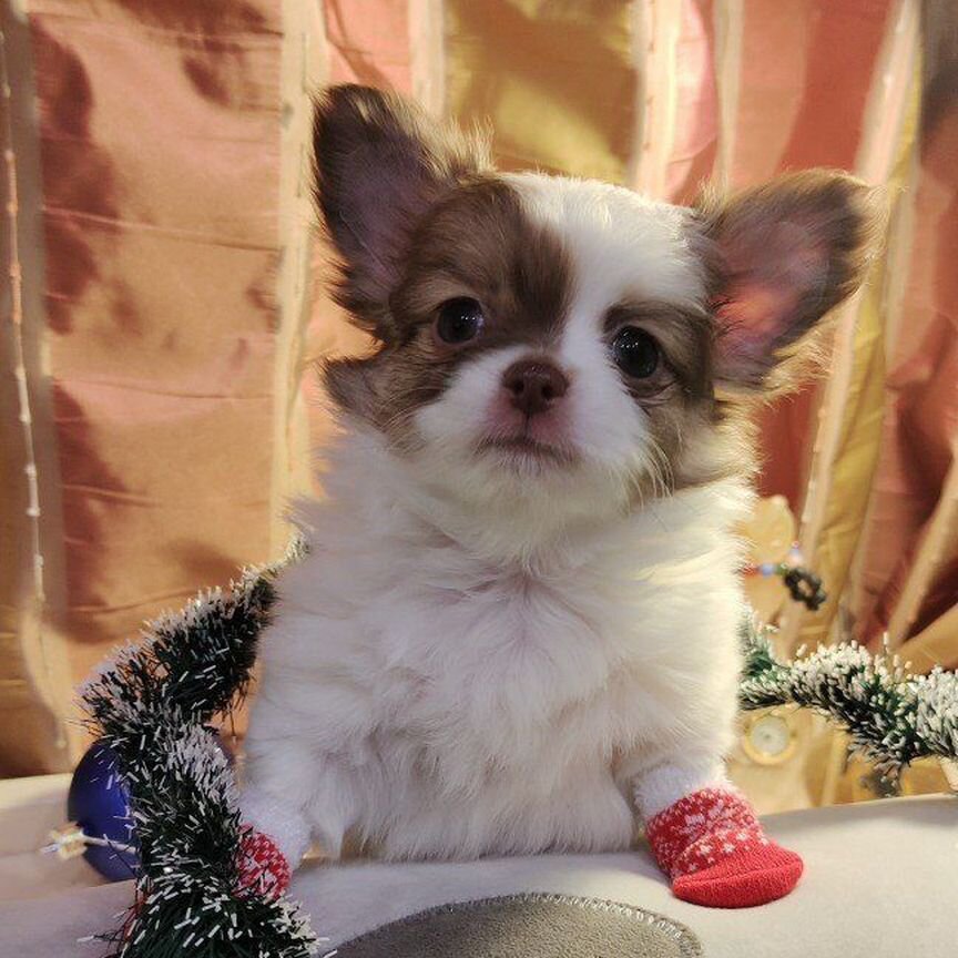 Щенки чихуахуа большой выбор окрасов