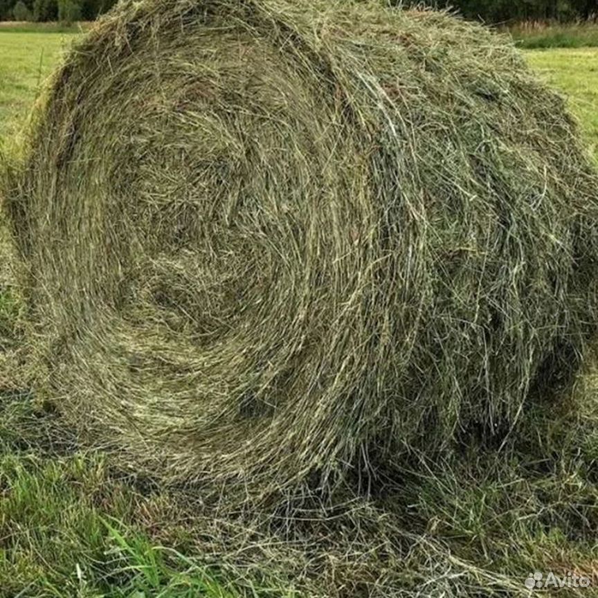 Сено для животных 180 пресс 800кг